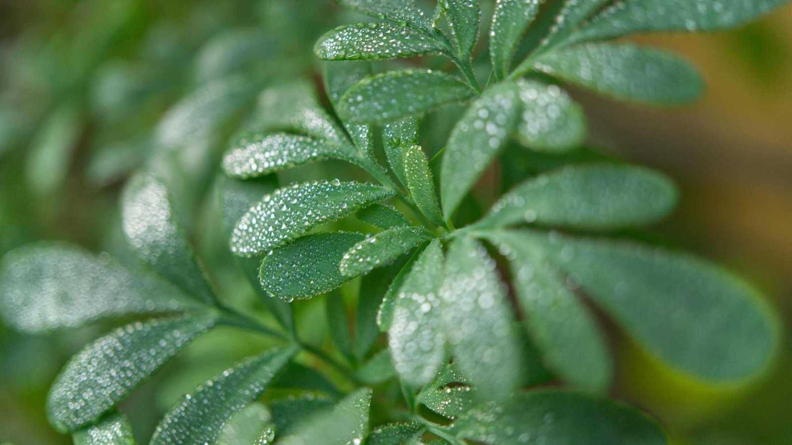 Beneficios de la ruda, propiedades medicinales y místicas • AromArte